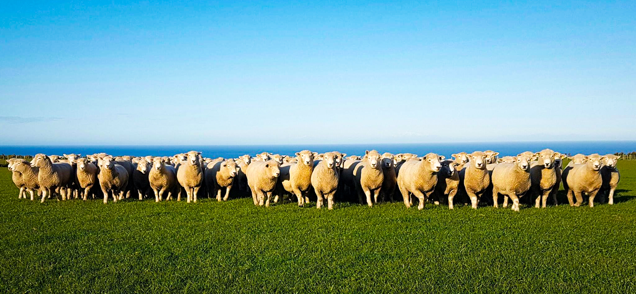 Turanganui Field Day 2025 - Turanganui Romneys