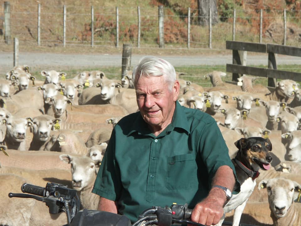 Home - Turanganui Romneys