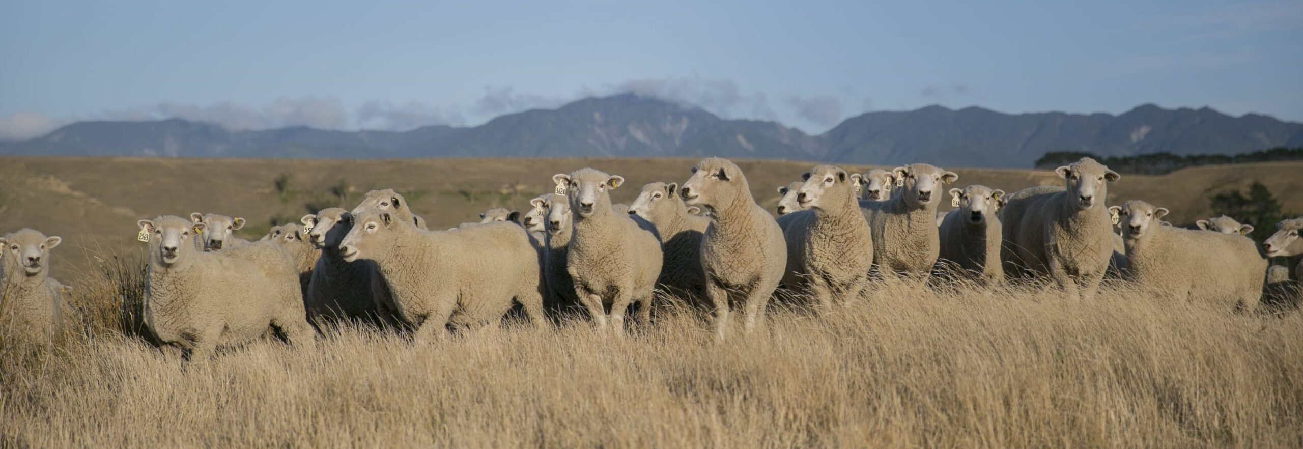 Contact - Turanganui Romneys