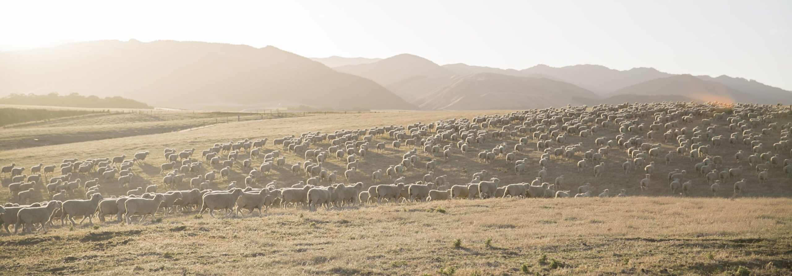 Services - Turanganui Romneys