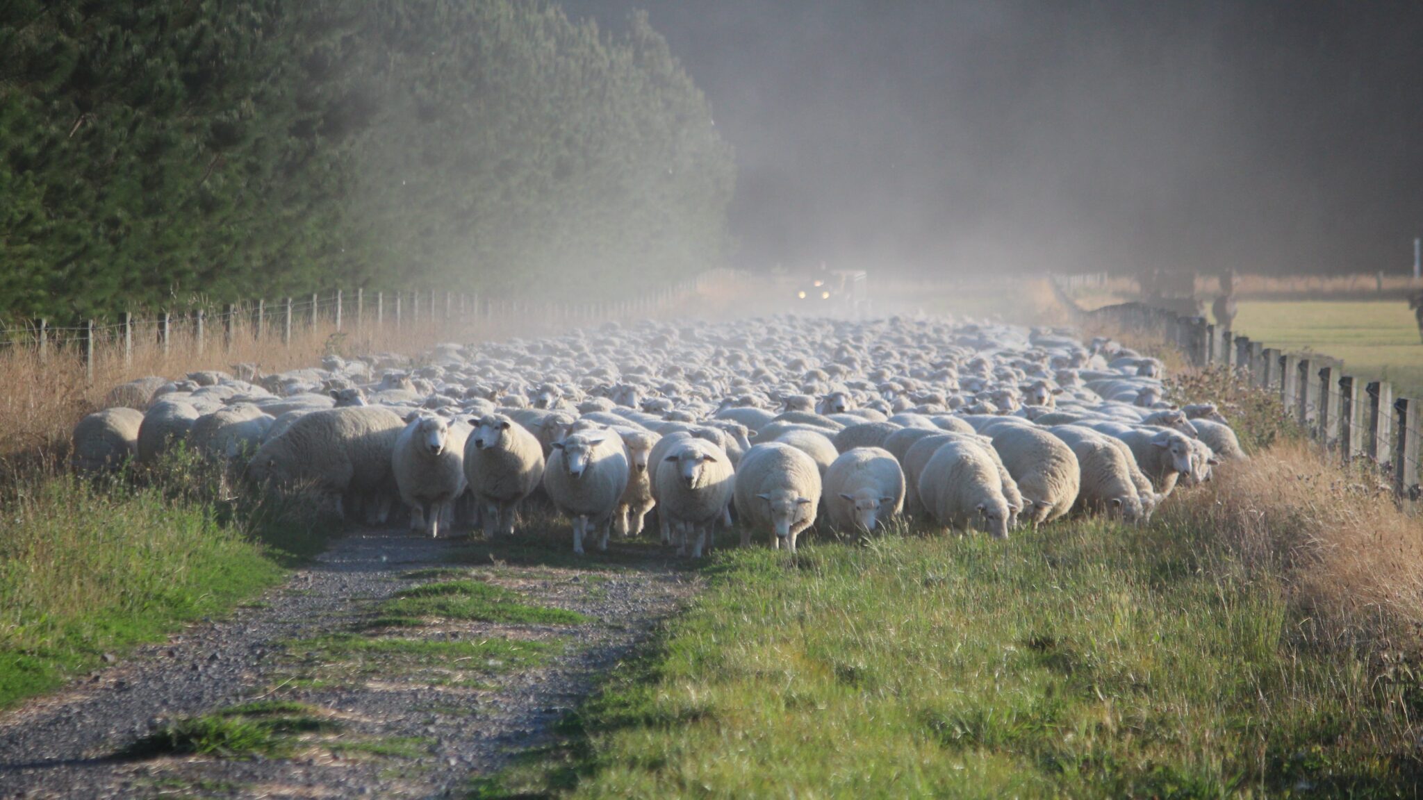 Home - Turanganui Romneys